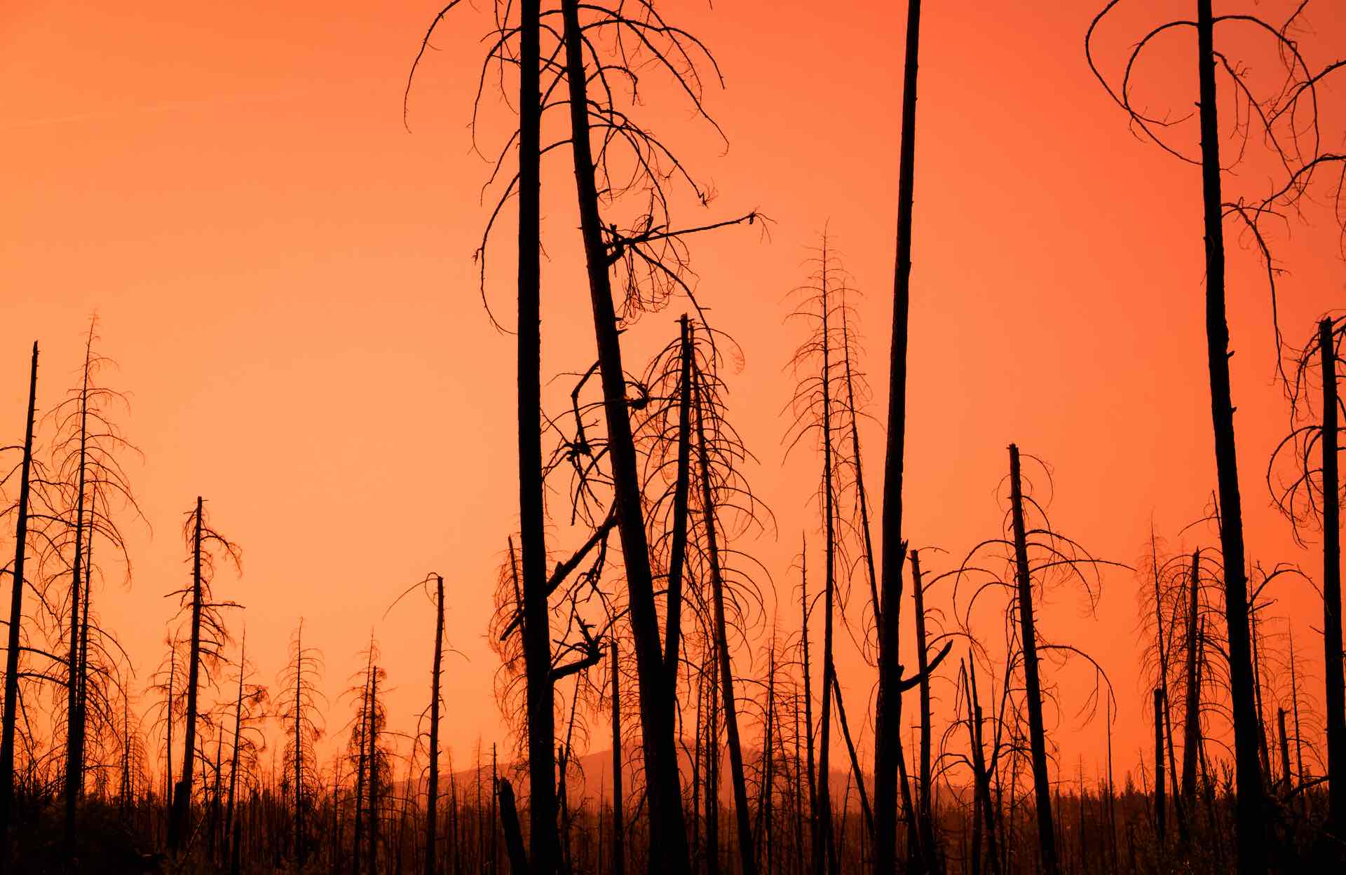 German forest fire declared a major incident as it covers 800 hectares ...